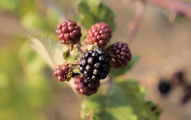 Blackberries Fruit Brambles - Free photo on Pixabay