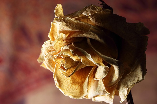 Dead Rose Dry Flower Faded - Free photo on Pixabay - Pixabay