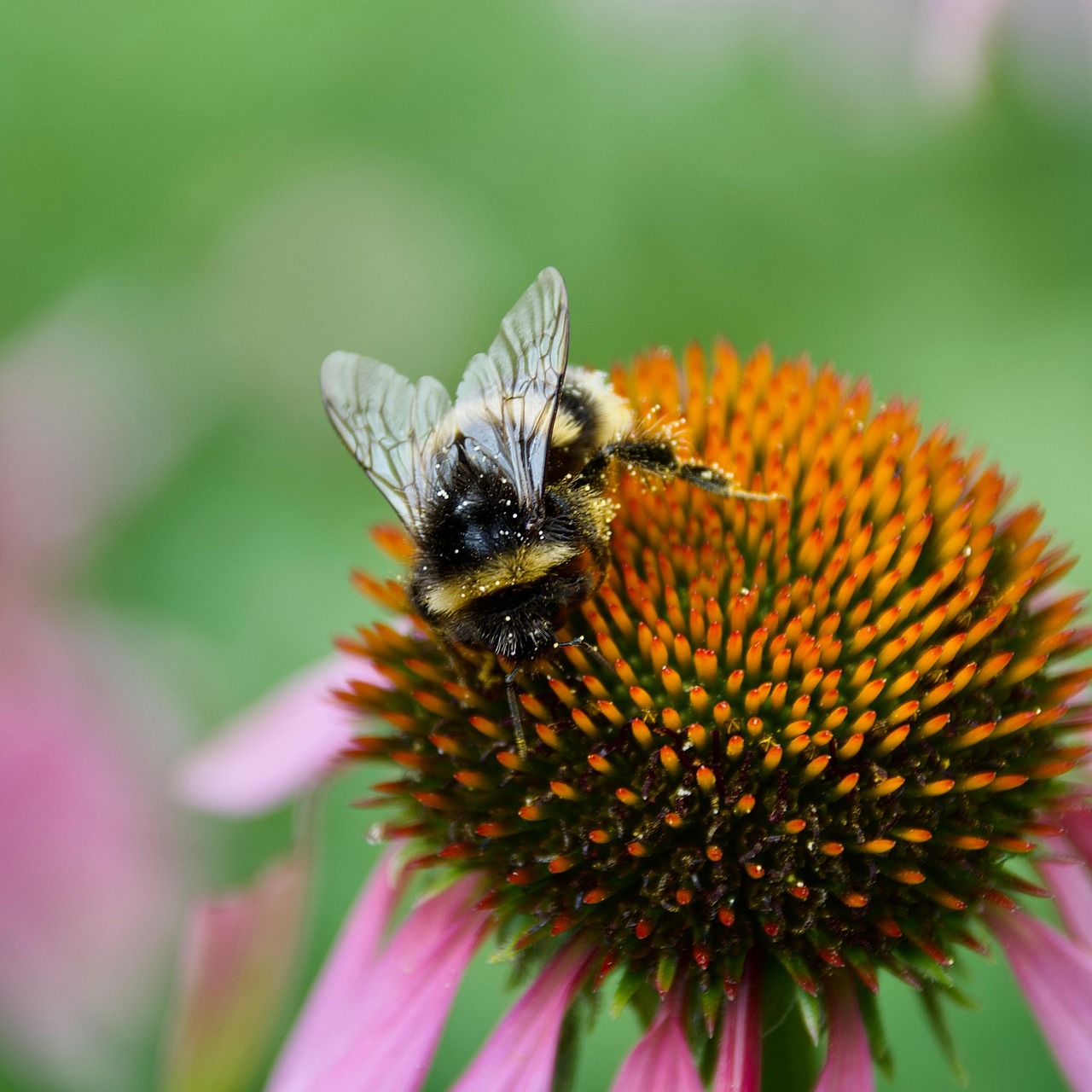 Abeille Nature Mon Chéri - Photo gratuite sur Pixabay - Pixabay