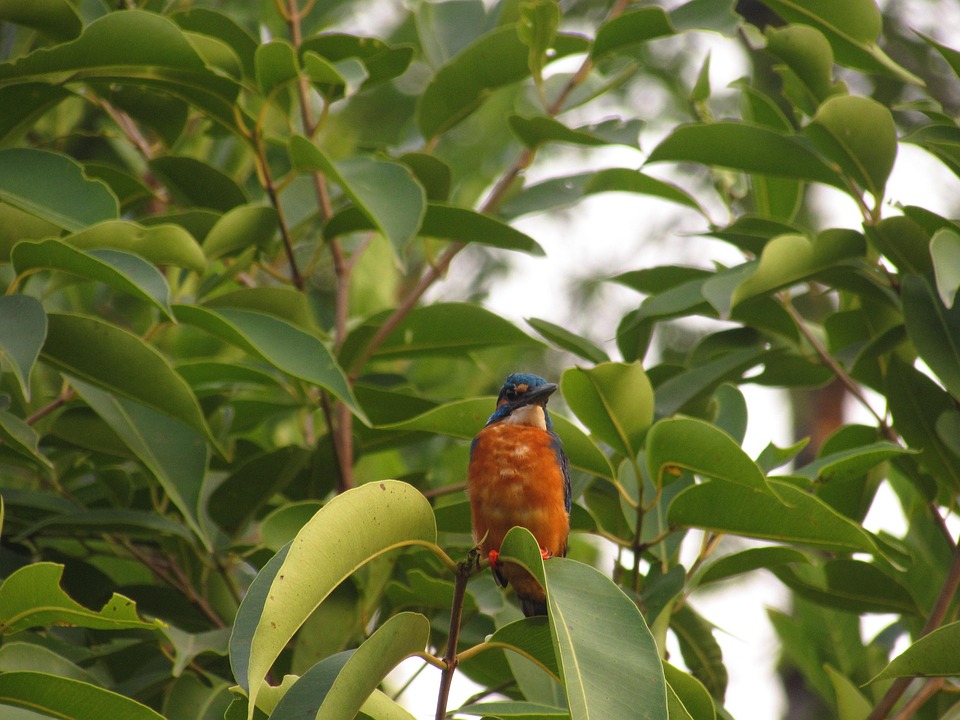 Kingfisher Common - Free photo on Pixabay