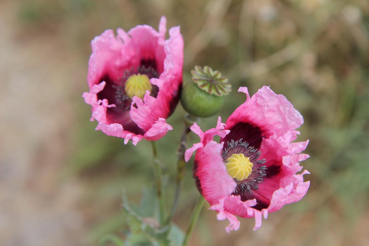 Poppy Pink Opium - Free photo on Pixabay
