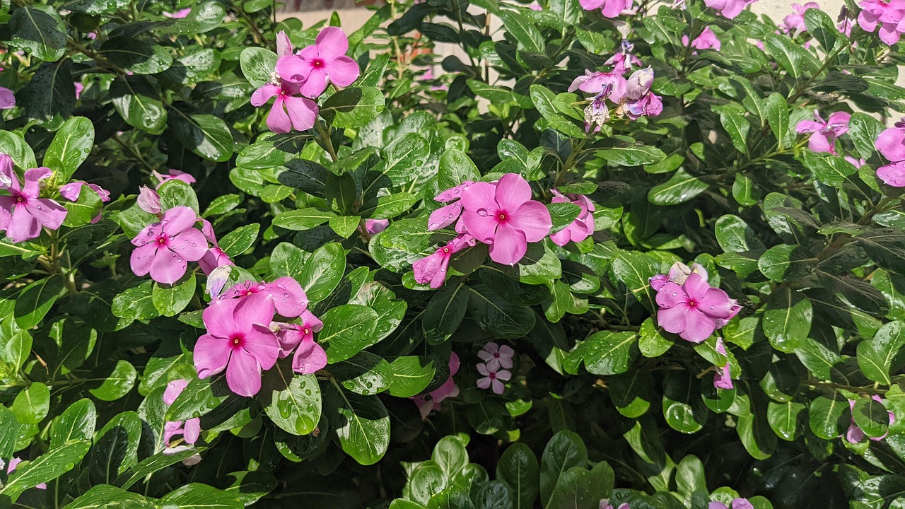 Catharanthus Roseus Flowers - Free photo on Pixabay - Pixabay