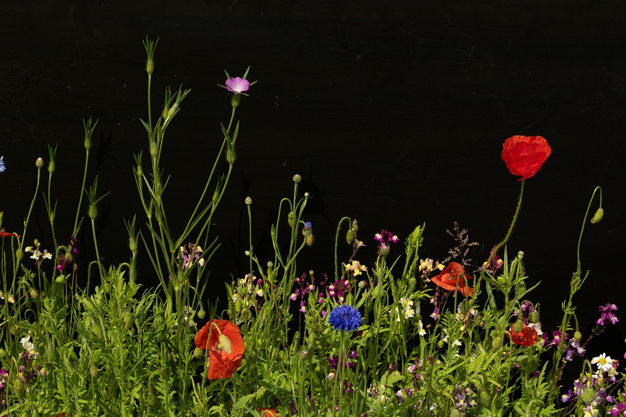 Fleurs Prairie Bleuet - Photo gratuite sur Pixabay - Pixabay