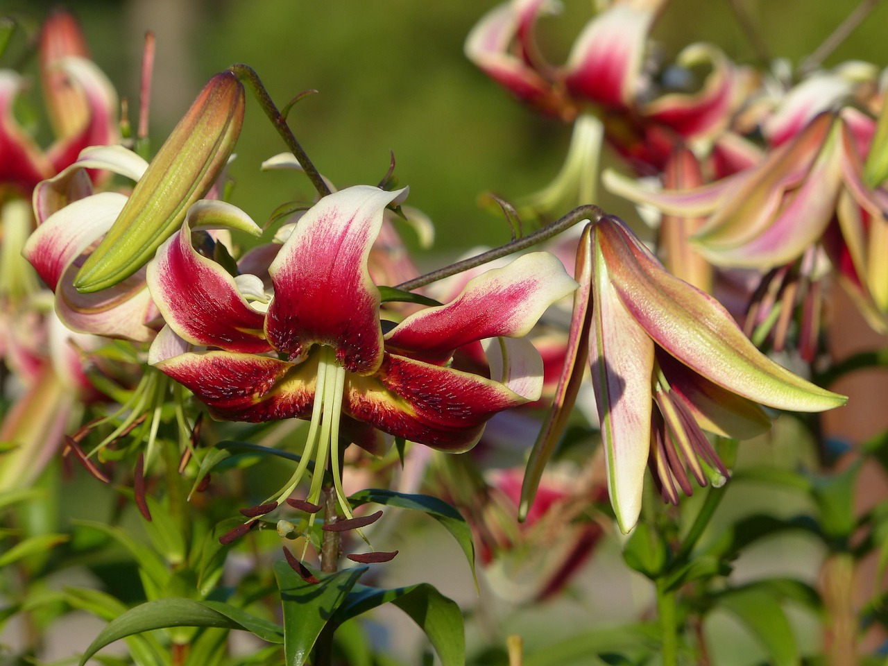 Lilies Lily Flowers - Free photo on Pixabay - Pixabay