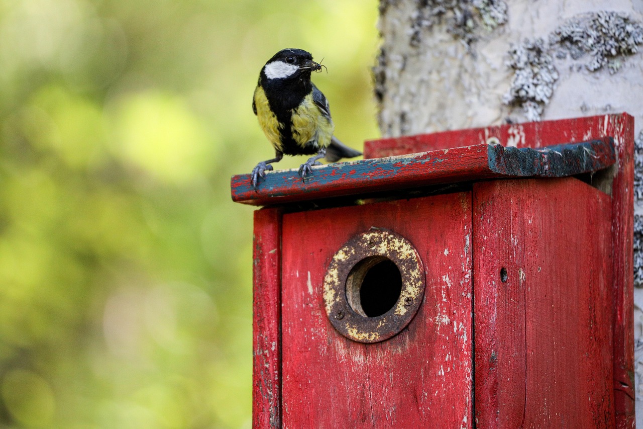 Pájaro Pico Insecto - Foto gratis en Pixabay - Pixabay