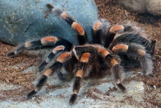 Red-Kneed Tarantula - Free photo on Pixabay - Pixabay