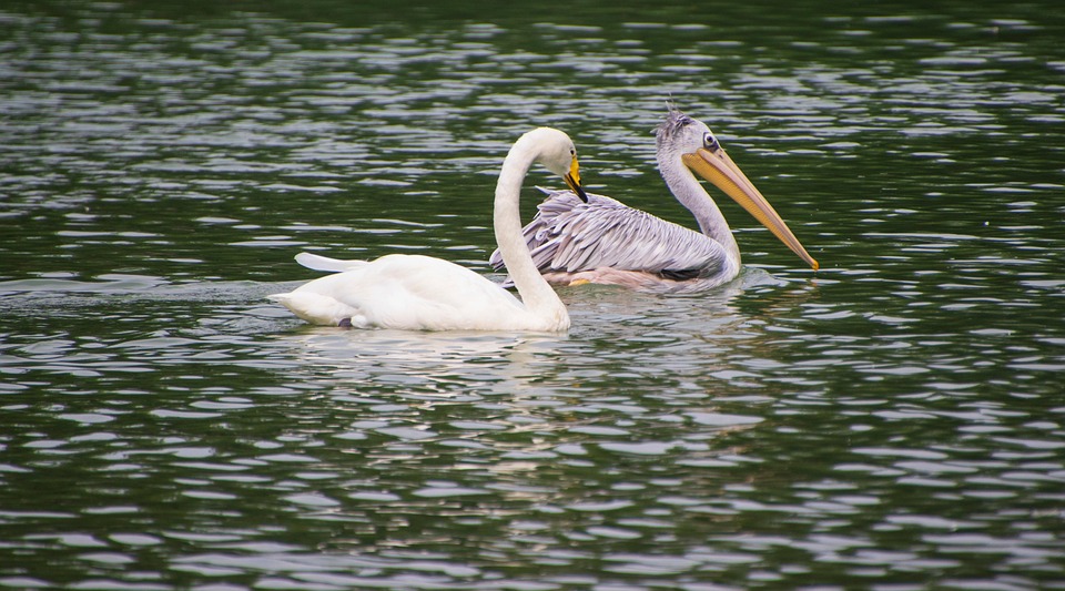 Swan Wading Pelican - Free photo on Pixabay - Pixabay