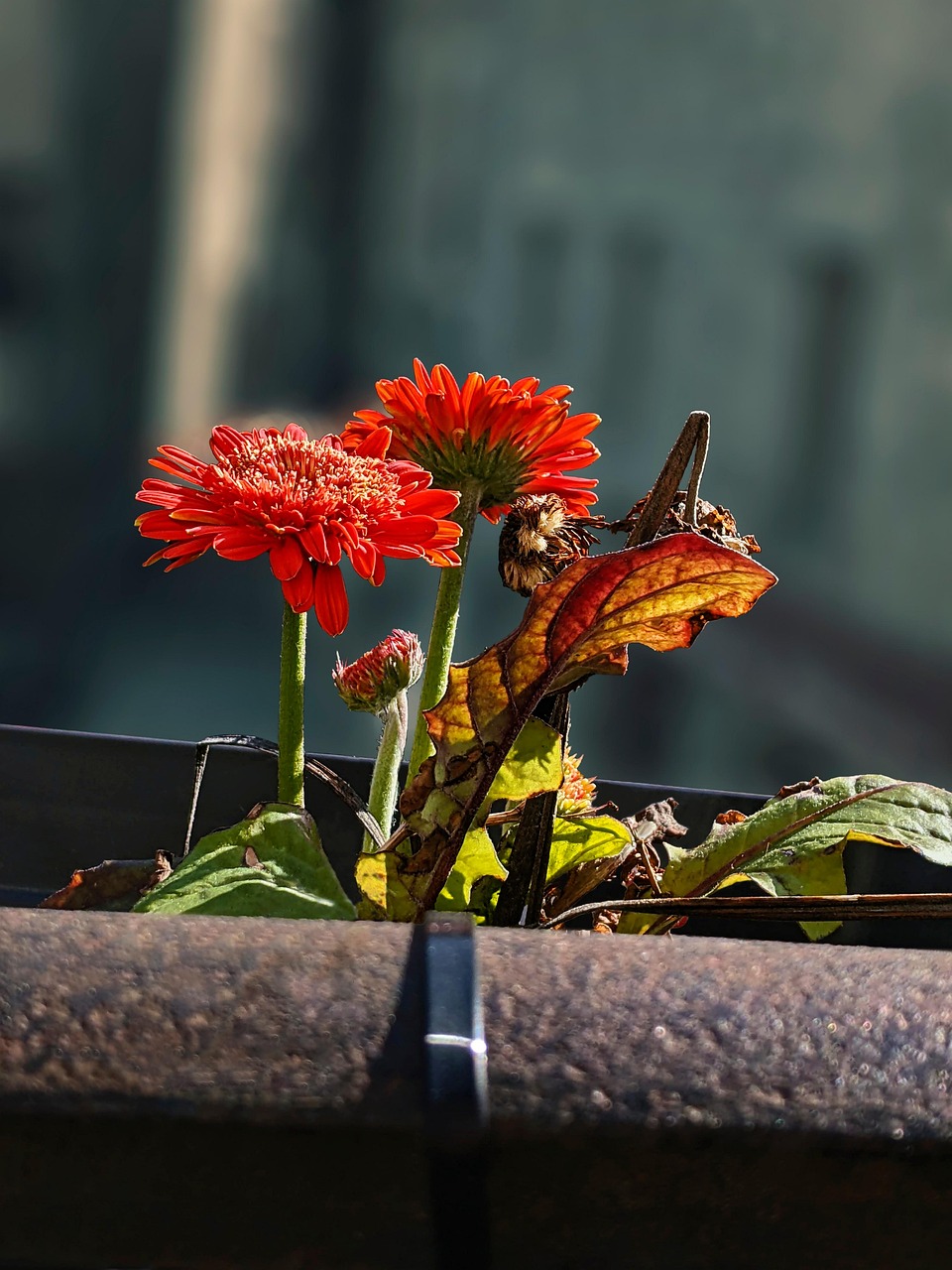 Flor Panela Sacada - Foto gratuita no Pixabay - Pixabay