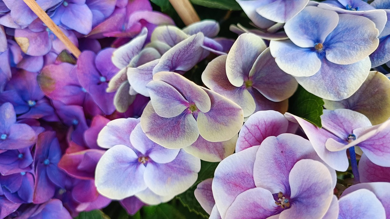 Blume Hortensie - Kostenloses Foto auf Pixabay - Pixabay