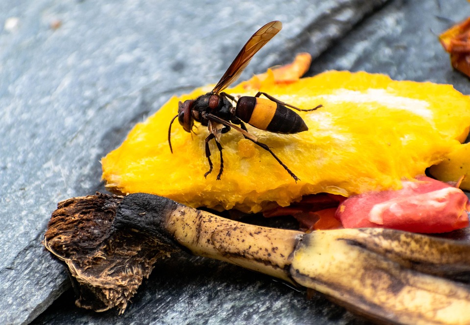 Hornet Feeding Mango Slice - Free photo on Pixabay - Pixabay