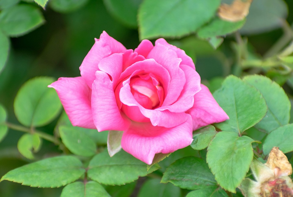 Pinke Rose Blume - Kostenloses Foto auf Pixabay - Pixabay