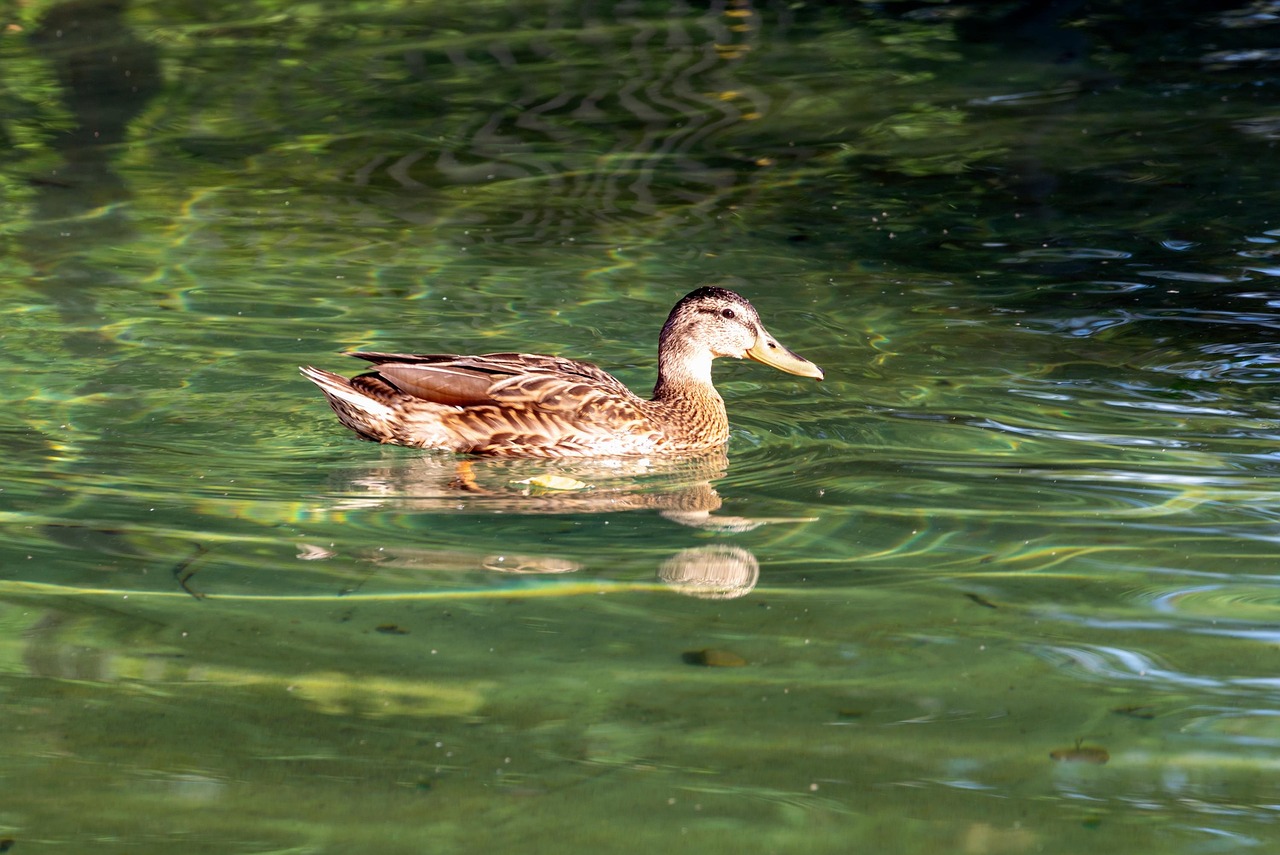 Bird Goose Ornithology - Free photo on Pixabay - Pixabay