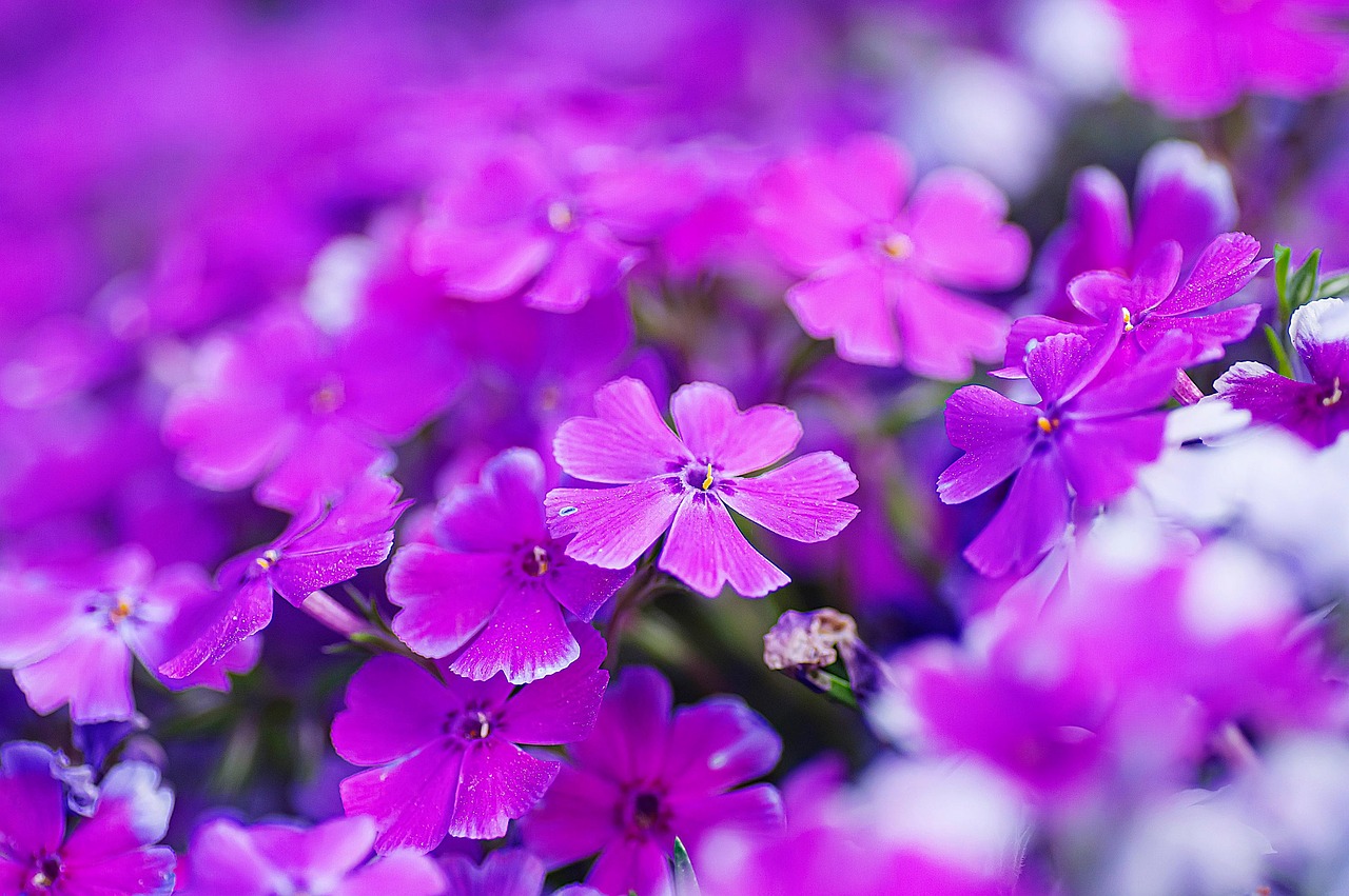 Flores Natureza Jardim - Foto gratuita no Pixabay - Pixabay