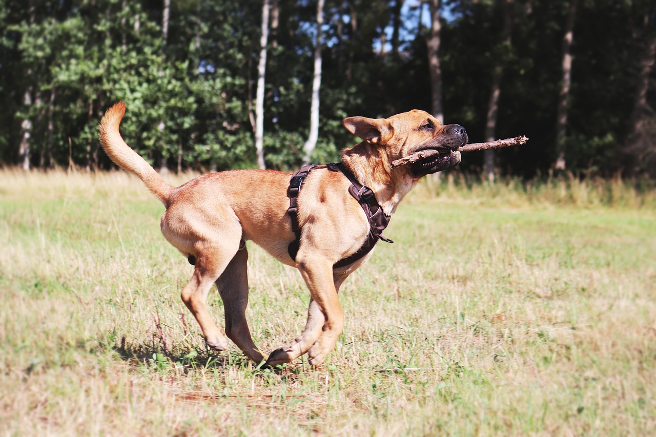 Chien Animal De Compagnie Canin - Photo gratuite sur Pixabay - Pixabay