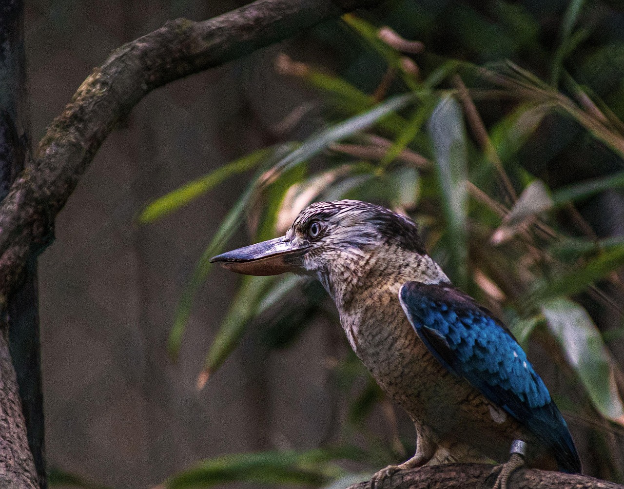 Bird Lachender Hans Ornithology - Free photo on Pixabay - Pixabay