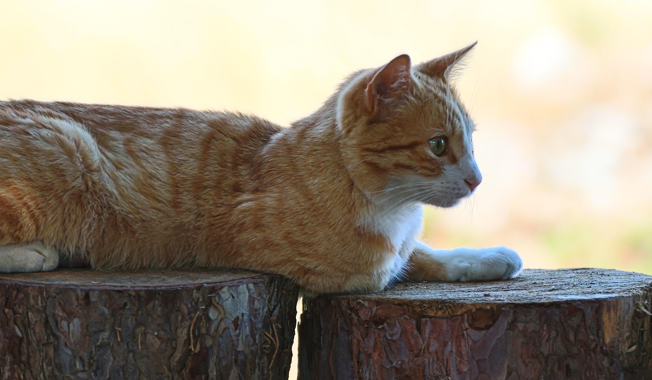 1,000+ Free Stray & Cat Images - Pixabay