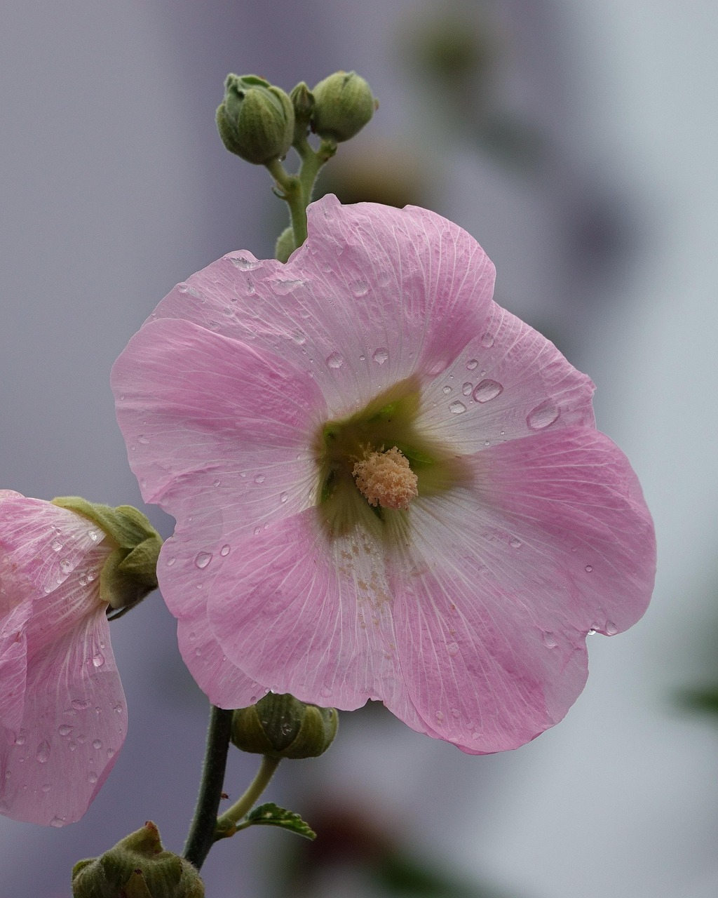 Tanaman Bunga Semacam Tumbuhan - Foto gratis di Pixabay - Pixabay