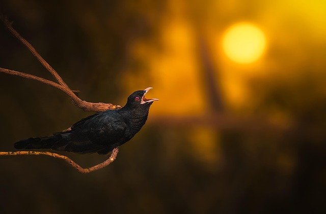 Oiseau Royal Le Coucher Du Soleil - Photo gratuite sur Pixabay - Pixabay