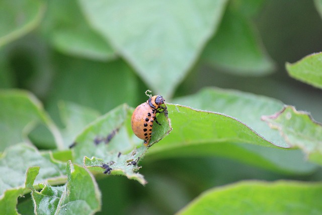 Insecte Doryphore De La Pomme - Photo gratuite sur Pixabay - Pixabay