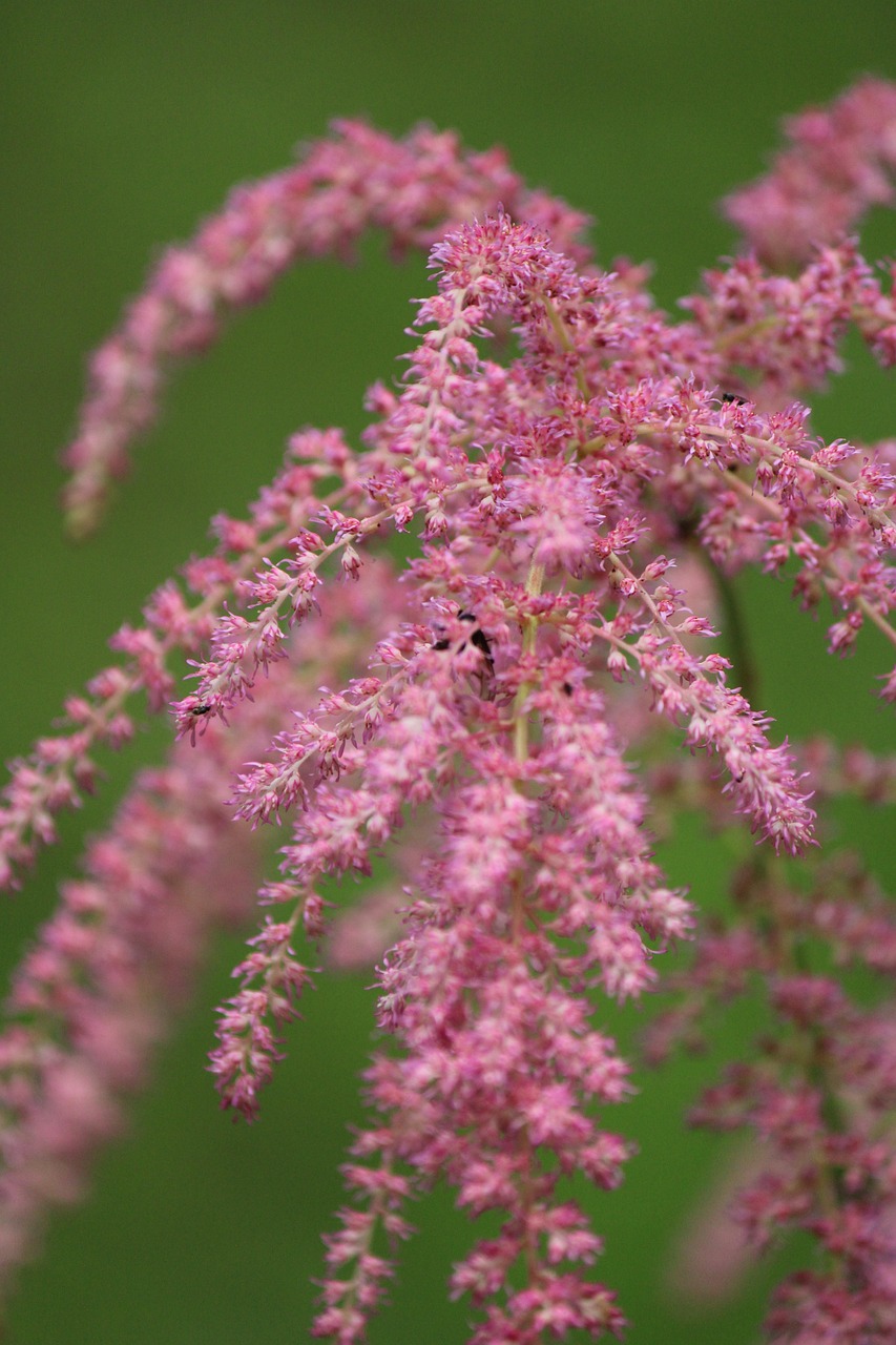 False Goat'S Beard Astilbe Pink - Free photo on Pixabay - Pixabay