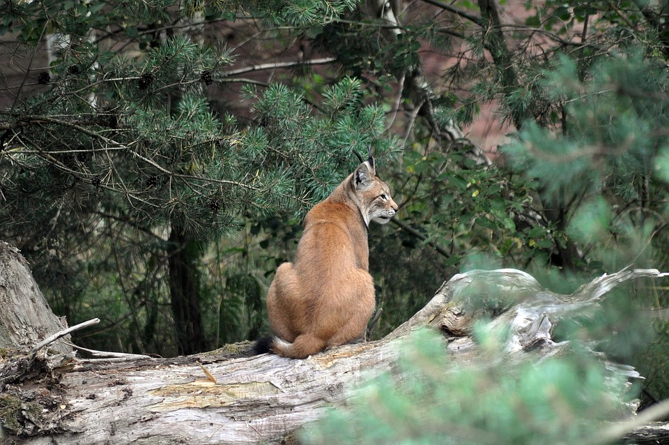 Lince Gatto Selvatico Animali - Foto gratis su Pixabay