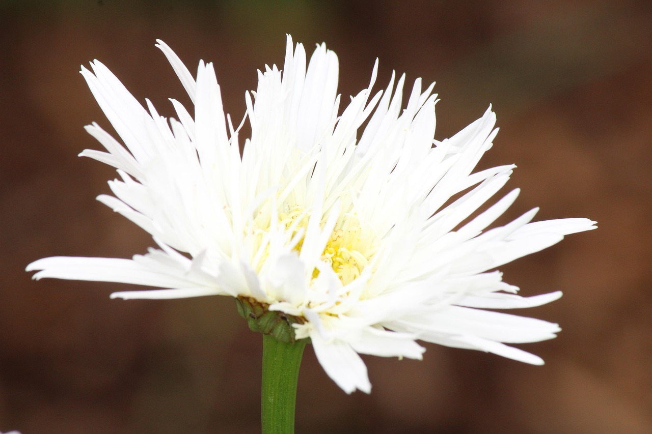 Margarida Aglaia Branco - Foto gratuita no Pixabay - Pixabay
