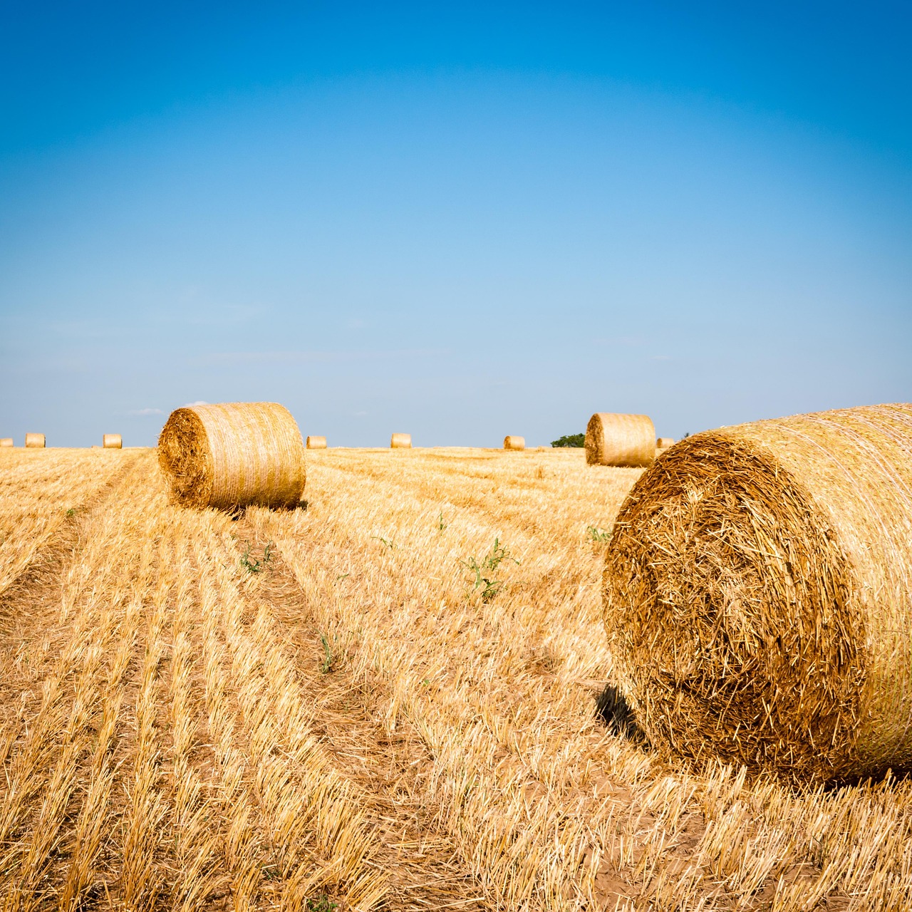 700+ Free August & Nature Images - Pixabay