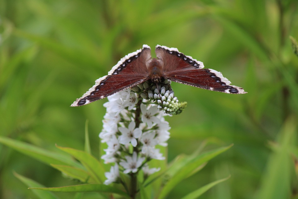 Butterfly Pollination White - Free photo on Pixabay