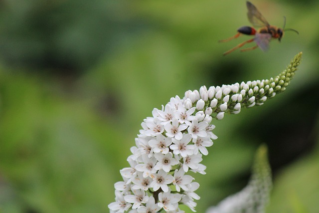 Wasp Pollination White Flowers - Free photo on Pixabay - Pixabay