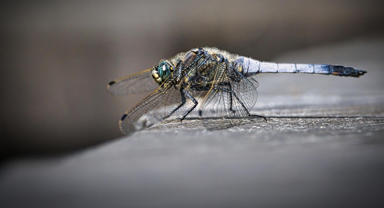 6,000+ Dragonfly Pictures & Images [HD] - Pixabay