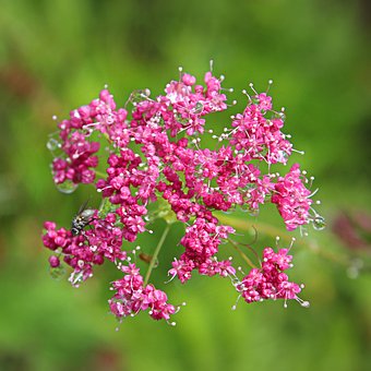 10+ Free Pimpinella & Maundy Thursday Images