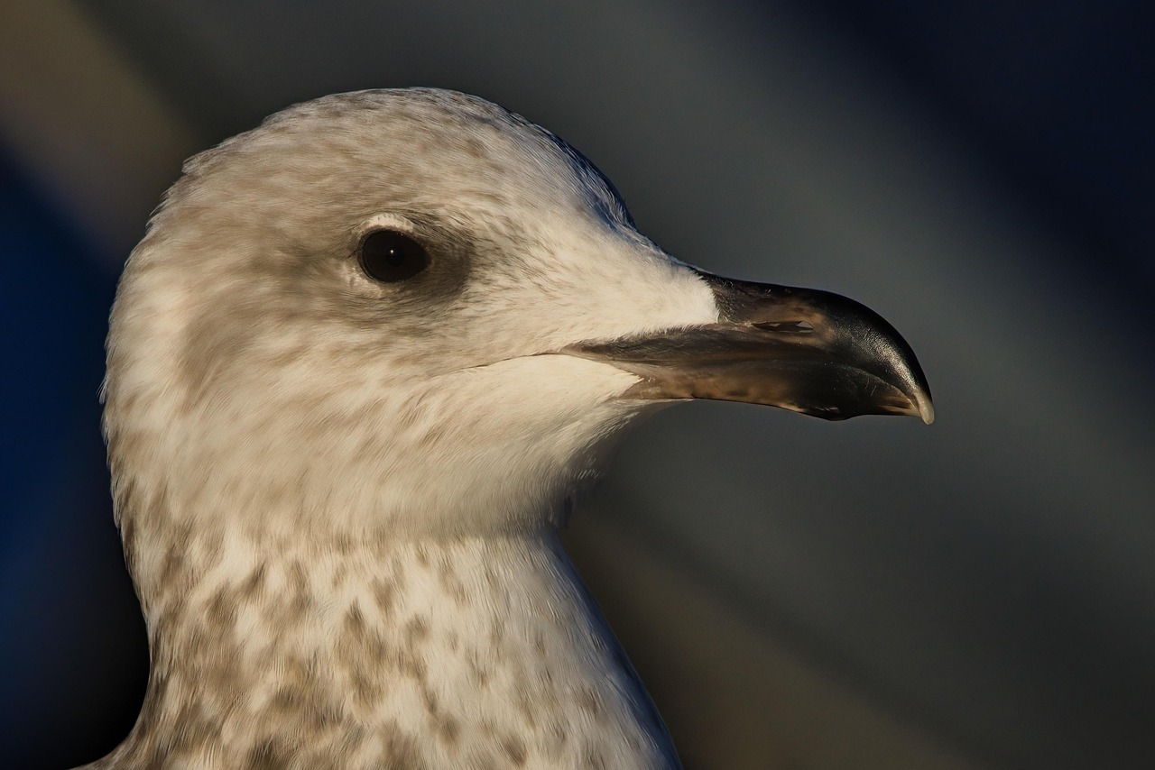Seagull Bird Animal - Free photo on Pixabay - Pixabay