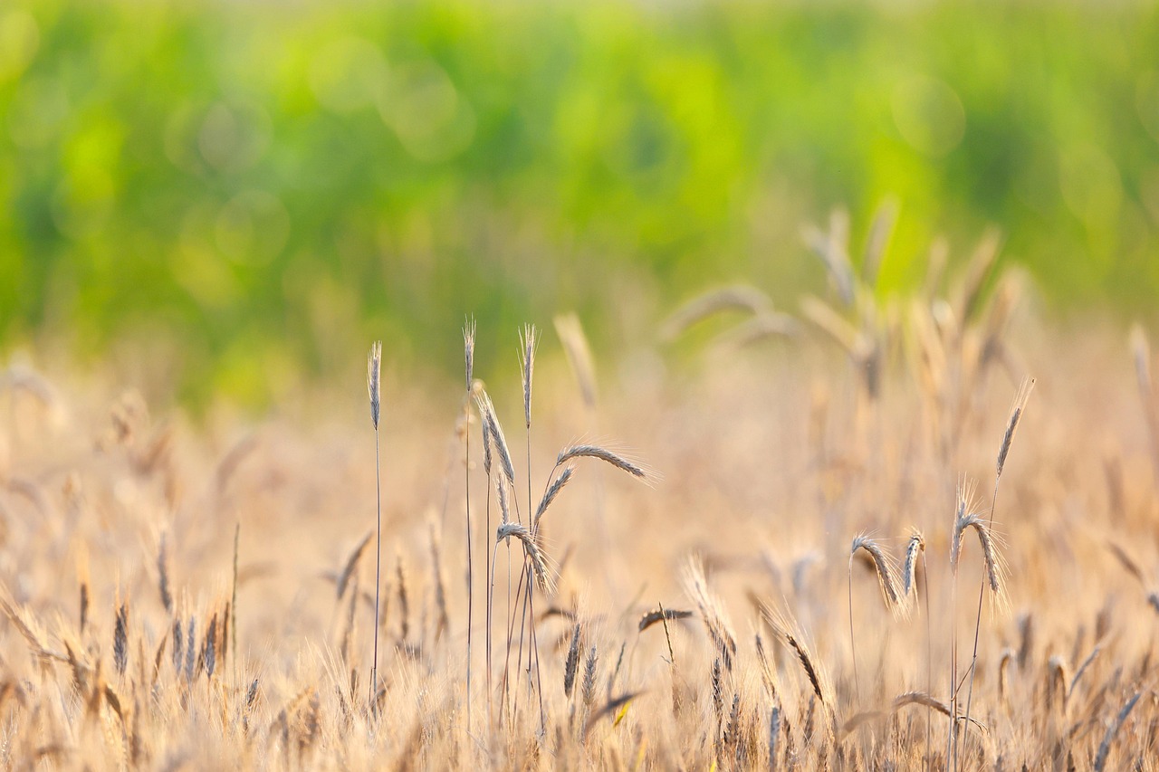 Wheat Field - Free photo on Pixabay