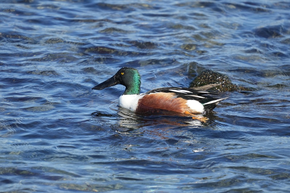 Duck Bird Waterfowl Water - Free photo on Pixabay - Pixabay