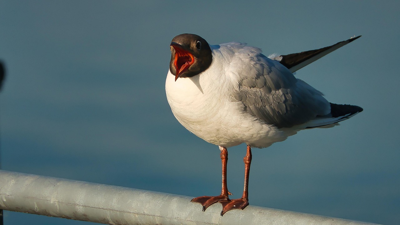 Gull Bird Perched Sea - Free photo on Pixabay - Pixabay