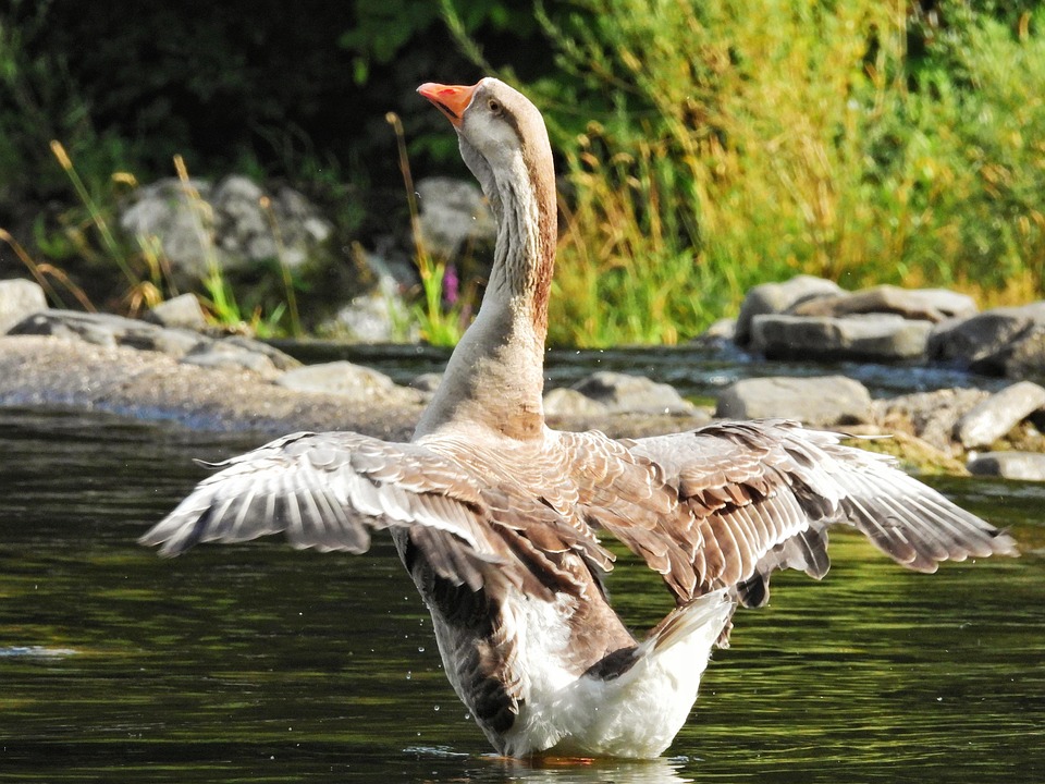 Goose Bird Waterfowl Water - Free photo on Pixabay