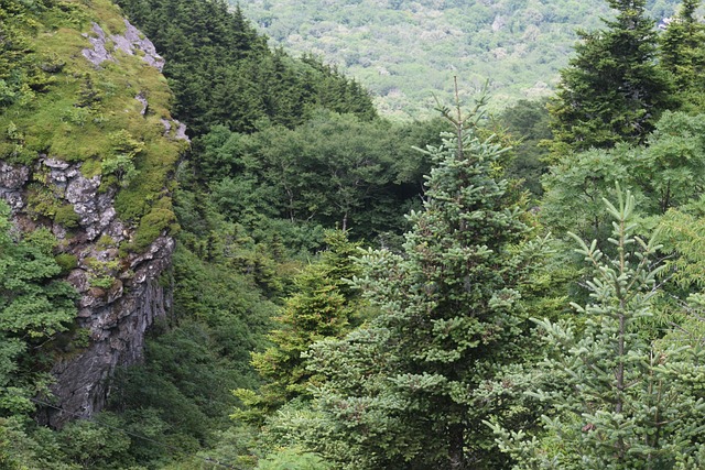 Crevice Trees Forest - Free photo on Pixabay