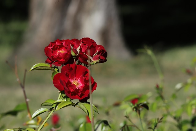Rózsák Virágok Park - Ingyenes fotó a Pixabay-en - Pixabay
