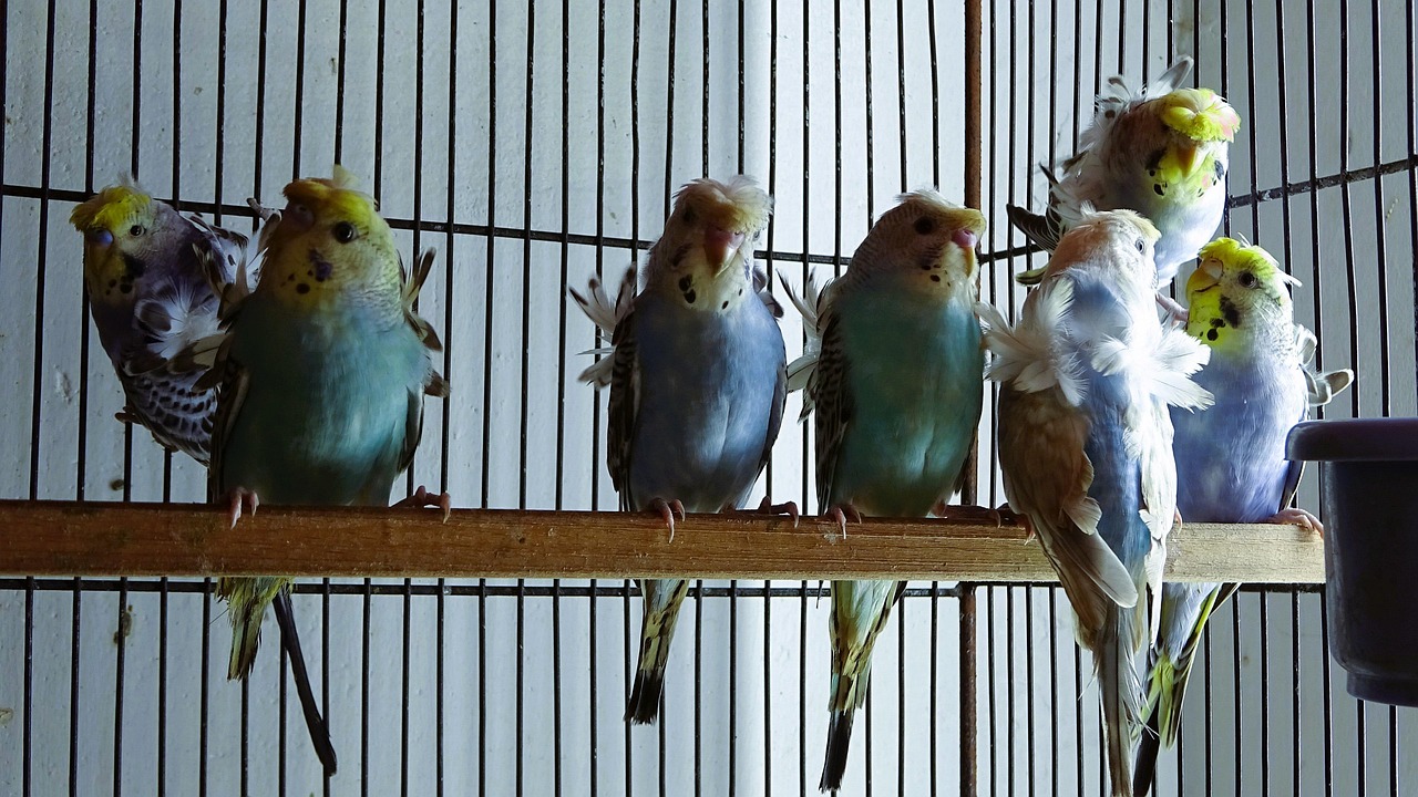 Burung Beo Teman Parkit - Foto gratis di Pixabay - Pixabay
