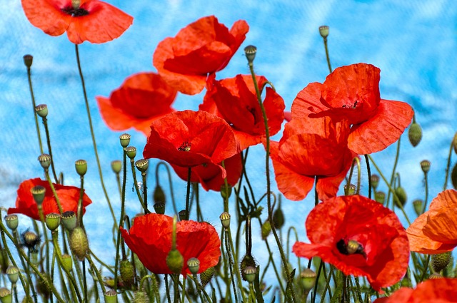 Mohnblumen Blumen Knospen Rote - Kostenloses Foto auf Pixabay