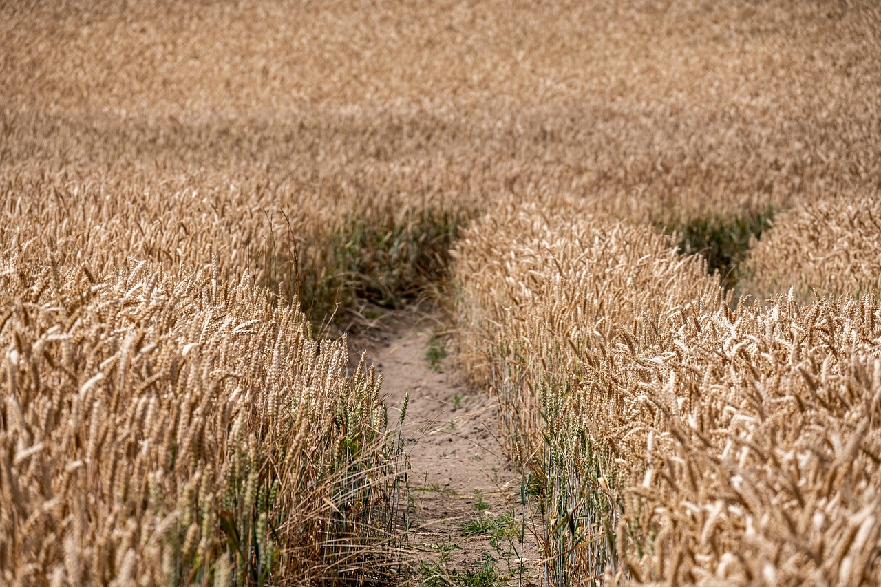 Trigo Campo De Foto Gratis En Pixabay Pixabay