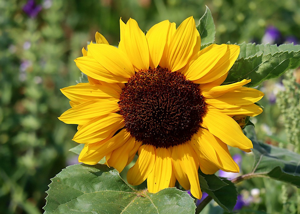Sunflower Helianthus Botany Yellow - Free photo on Pixabay