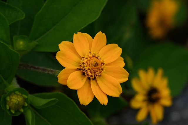 Blume Wildblumen Wilde - Kostenloses Foto auf Pixabay