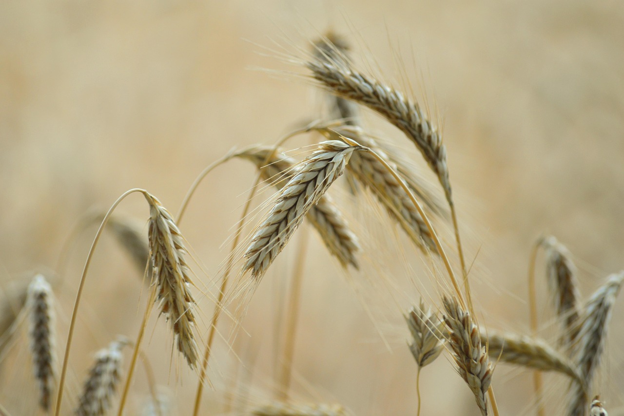 Wheat Field - Free photo on Pixabay - Pixabay