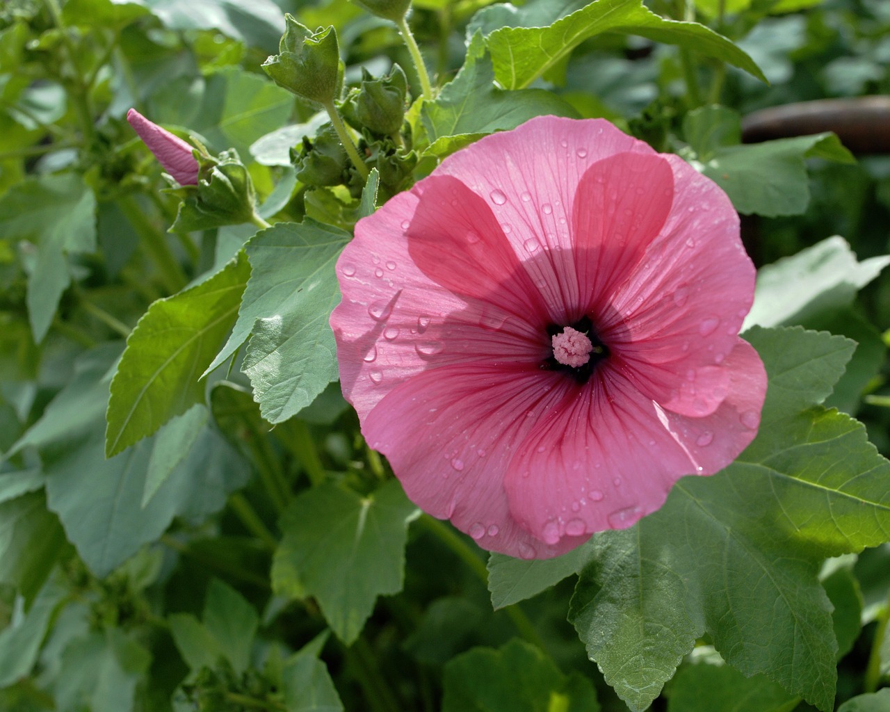 Hibiscus Fleur Rose - Photo gratuite sur Pixabay - Pixabay