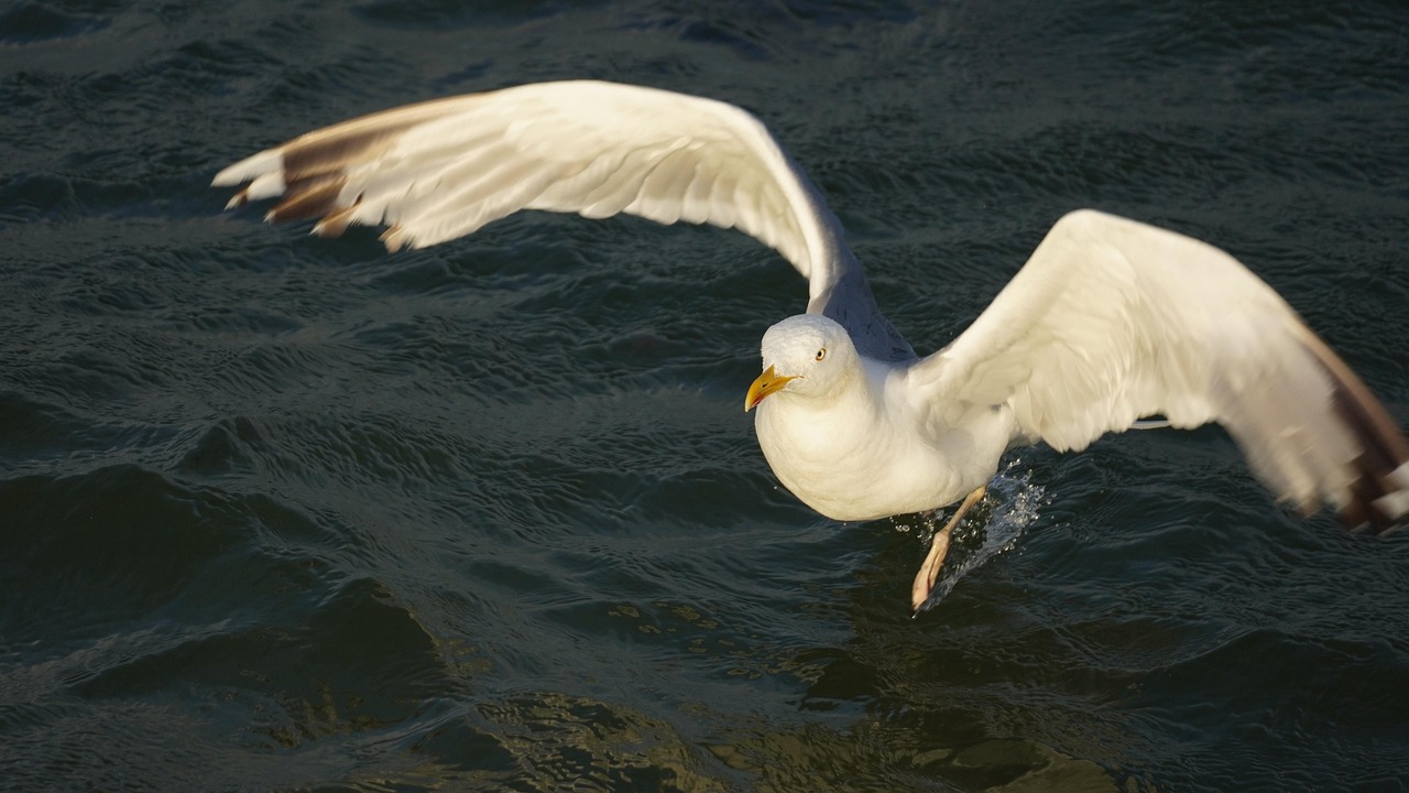 Fiskmås Fågel Flygande - Gratis foto på Pixabay - Pixabay