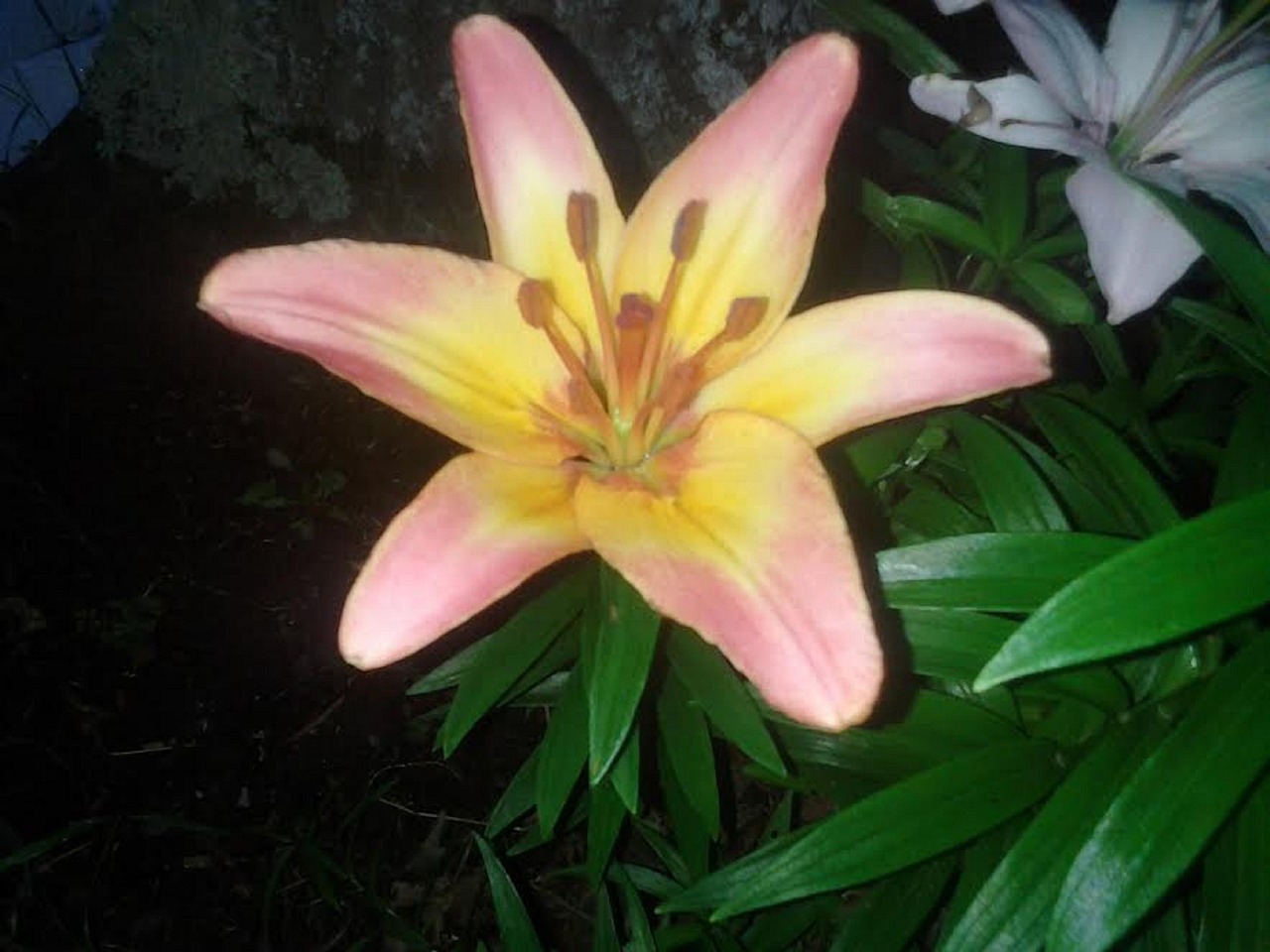 Asiatic Lily Pink Flower At - Free photo on Pixabay - Pixabay