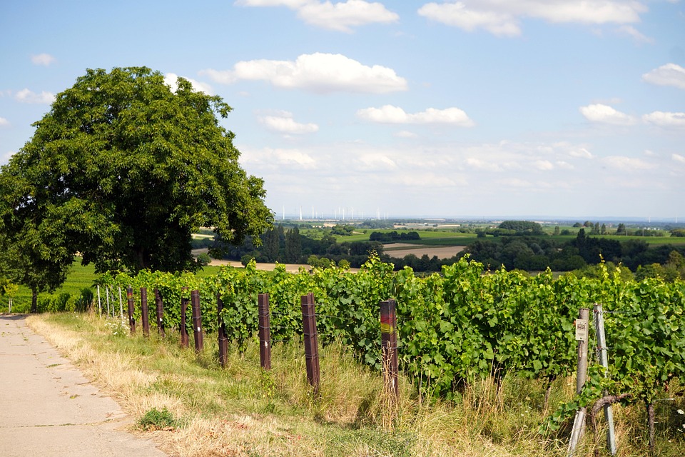 Vignoble Agriculture La Campagne - Photo gratuite sur Pixabay