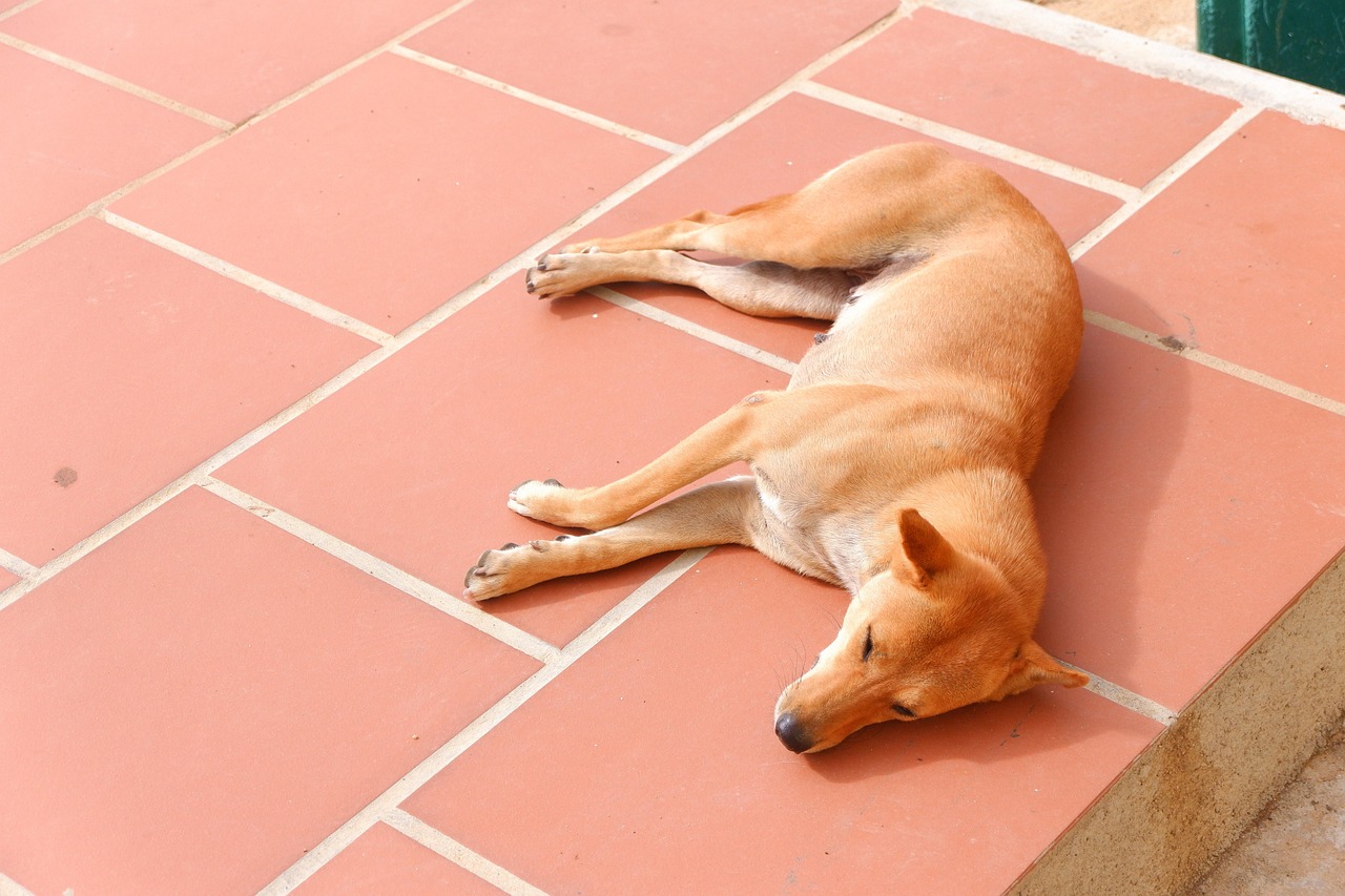 Golden Dog Fox Sleeping - Free photo on Pixabay - Pixabay