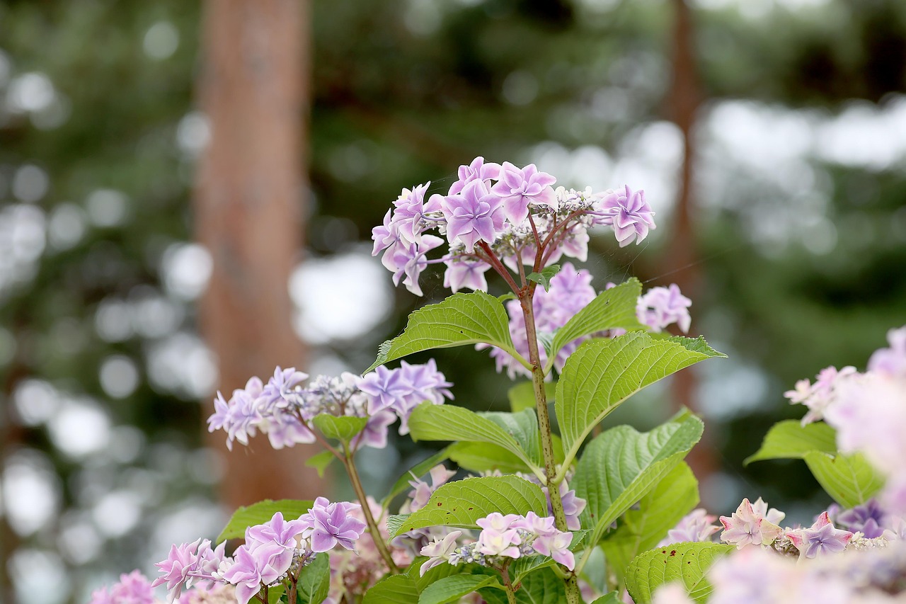 Kukat Hydrangea Puutarha - Ilmainen valokuva Pixabayssa - Pixabay